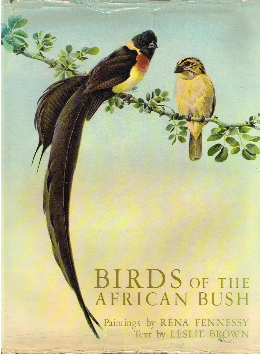 Birds of the African bush paintings by Rena Fennessy – Ontheroadbooks